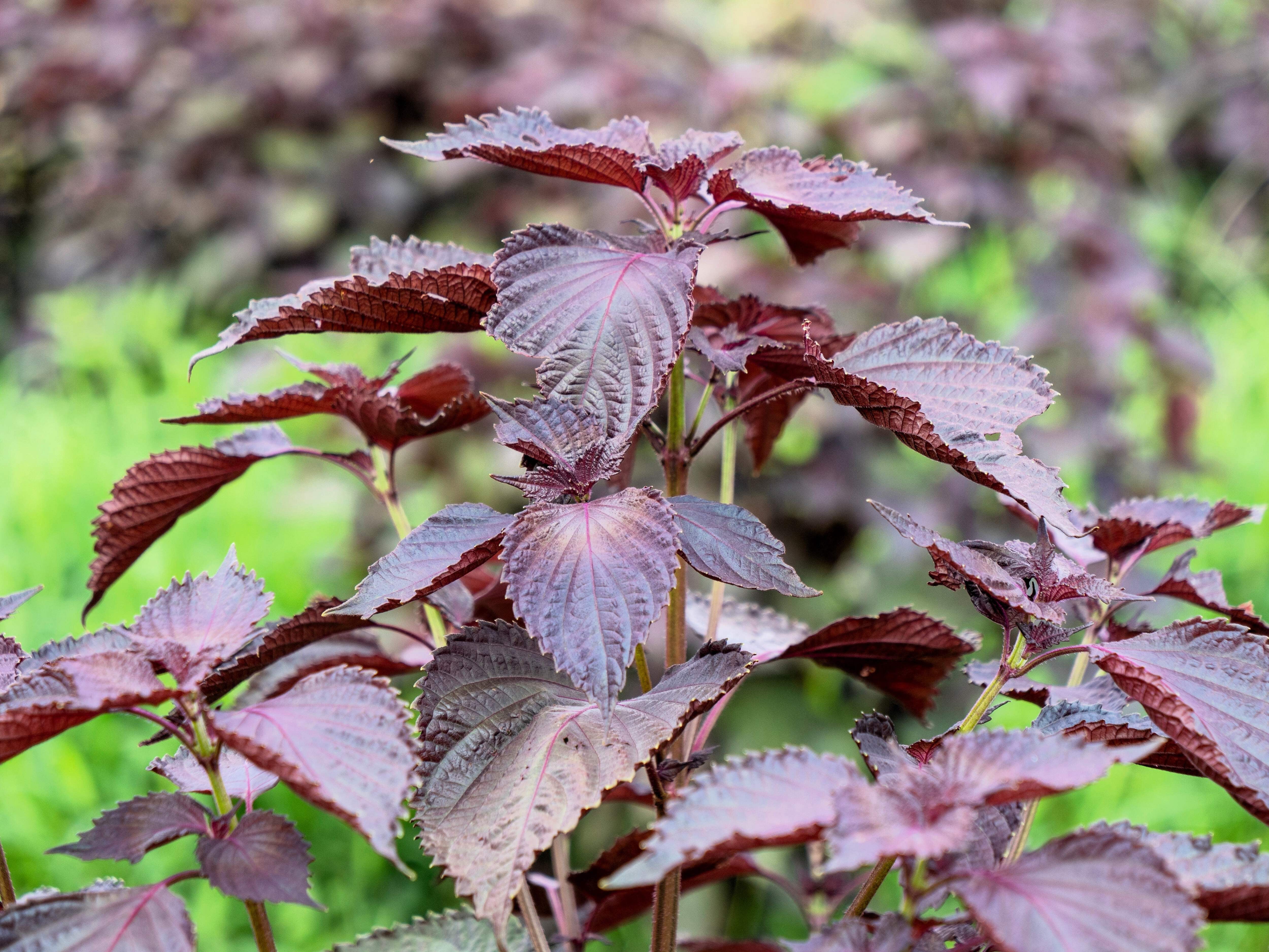 300 PURPLE SHISO aka PERILLA Frutescens Ornamental Herb Seeds Green ...