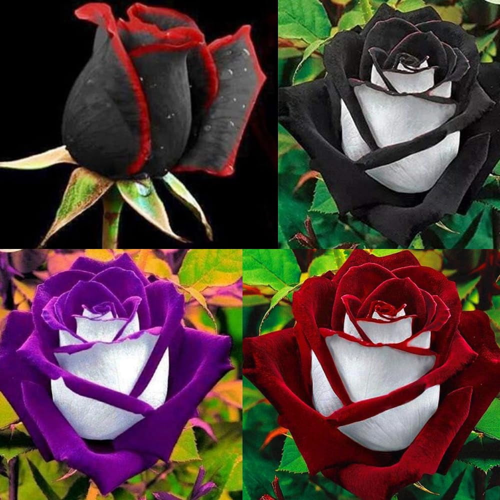 300+ Perennial Mixed Rose Flower Seeds for Planting Outdoor-Fragrant ...