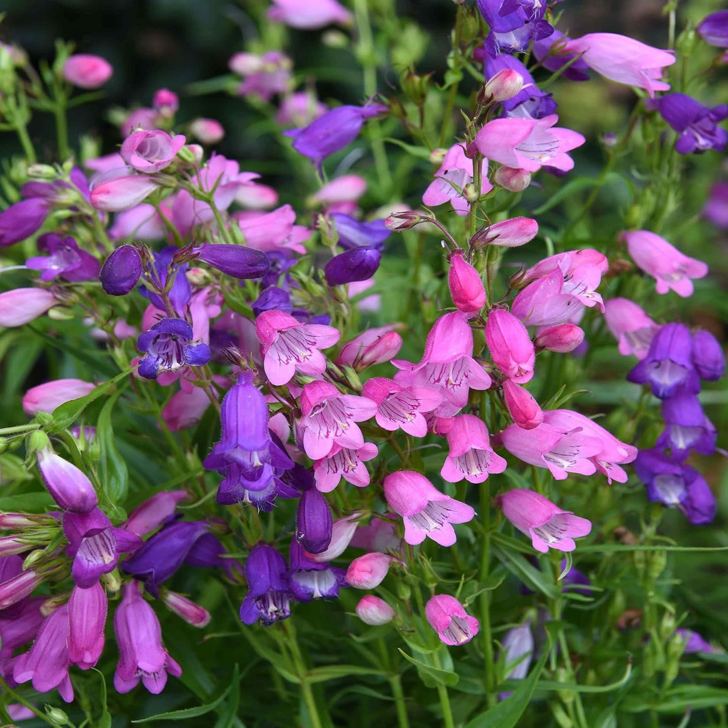 300+ Perennial Penstemon Mexicali Miniature Bells MVR1 Flower Seed Mix for Planting Non GMO ...