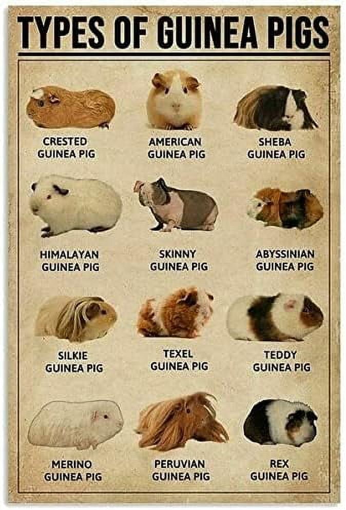 300 Piece Wooden Puzzle for Adults Guinea Pigs Like Hamster Jigsaw ...