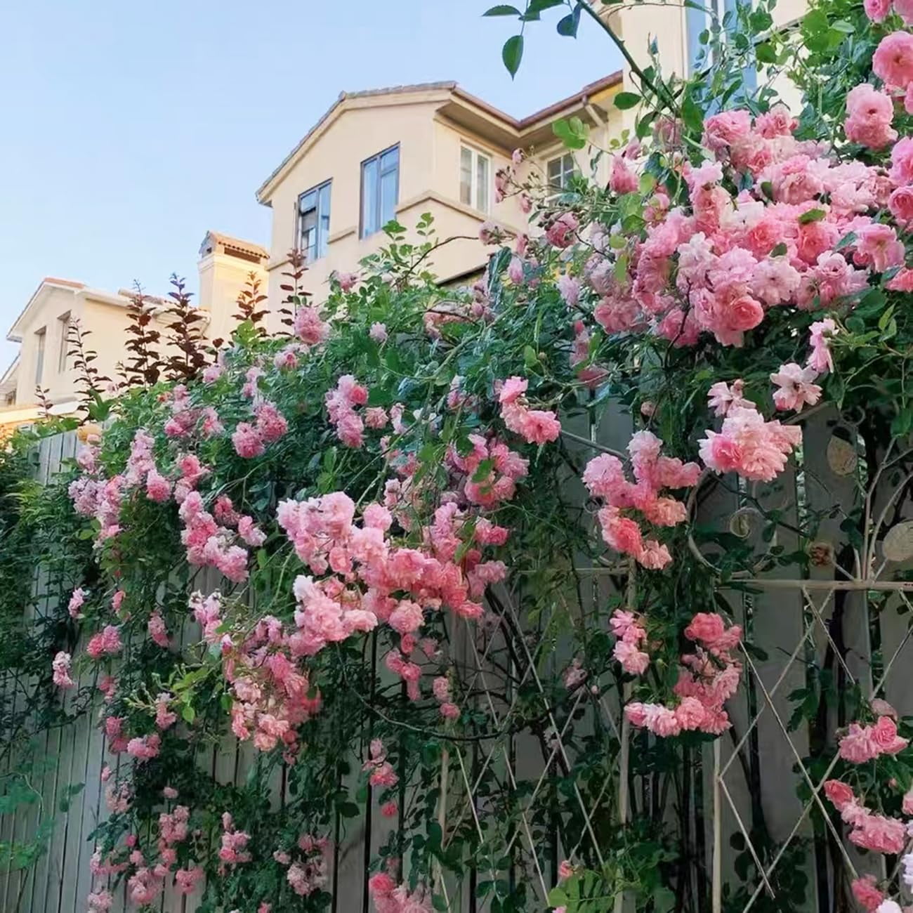 300+ Pink Climbing Rose Seeds for MVR1 Planting Outdoors Ornamental ...