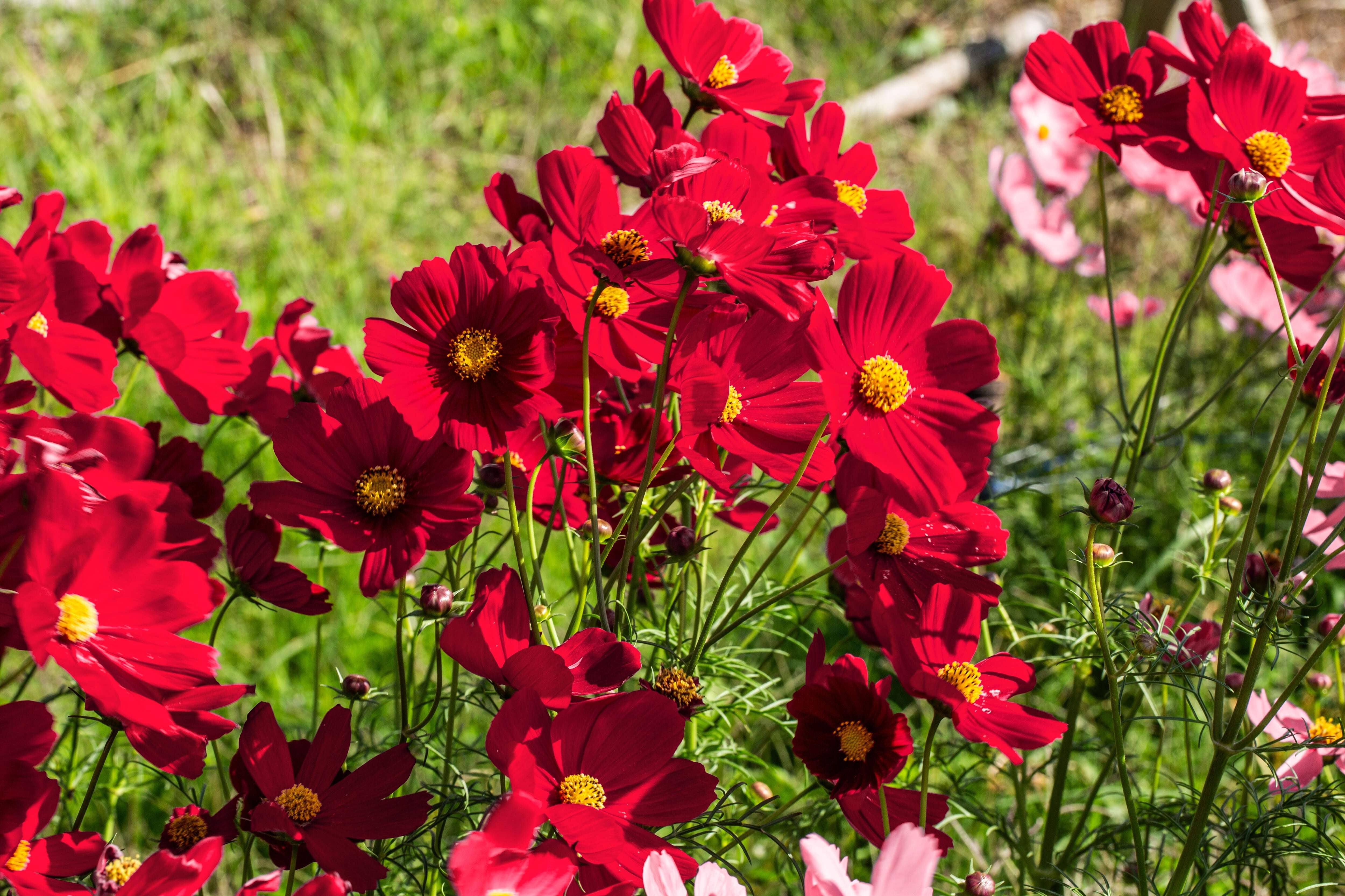 300 RED COSMOS DAZZLER Cosmos Bipinnatus Flower Seeds - Walmart.com