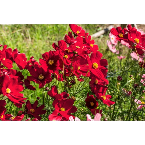 300 RED COSMOS DAZZLER Cosmos Bipinnatus Flower Seeds - Walmart.com