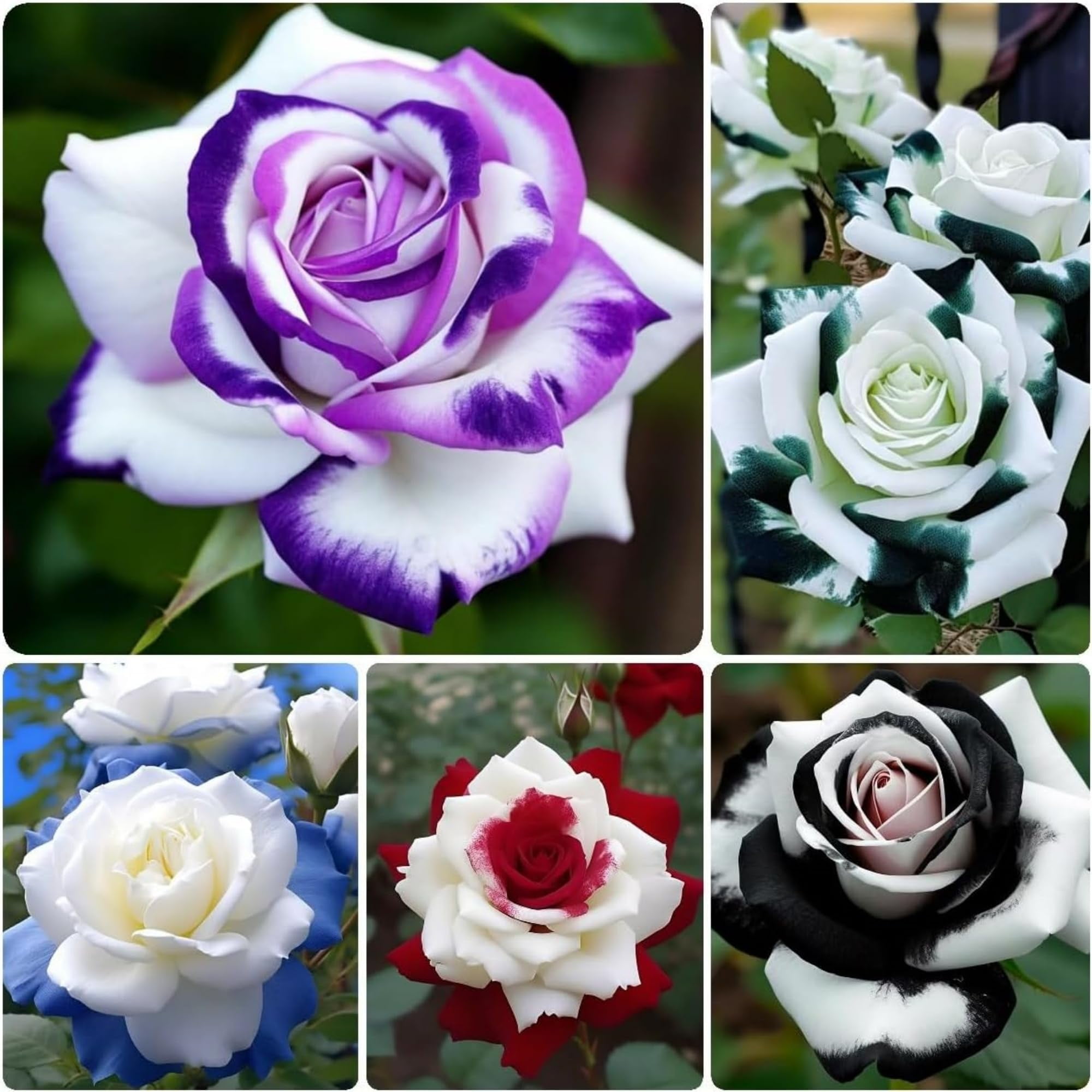 300+ Rare RoseITSC Seeds for Planting - Rare Multi Colorful Rainbow ...