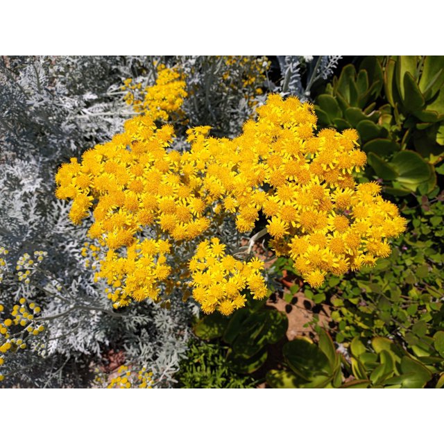 300 SILVERDUST DUSTY MILLER Cineraria maritima Flower Seeds - Walmart.com