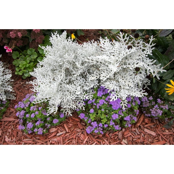 300 SILVERDUST DUSTY MILLER Cineraria maritima Flower Seeds - Walmart.com