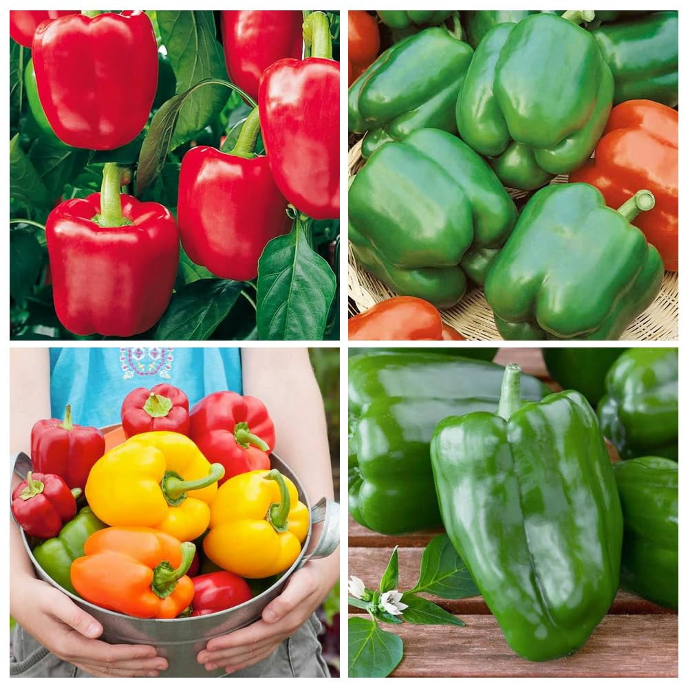 300+ Seed Giant Bell Pepper Seed MVR1 Organic Seed for Planting-Plant ...
