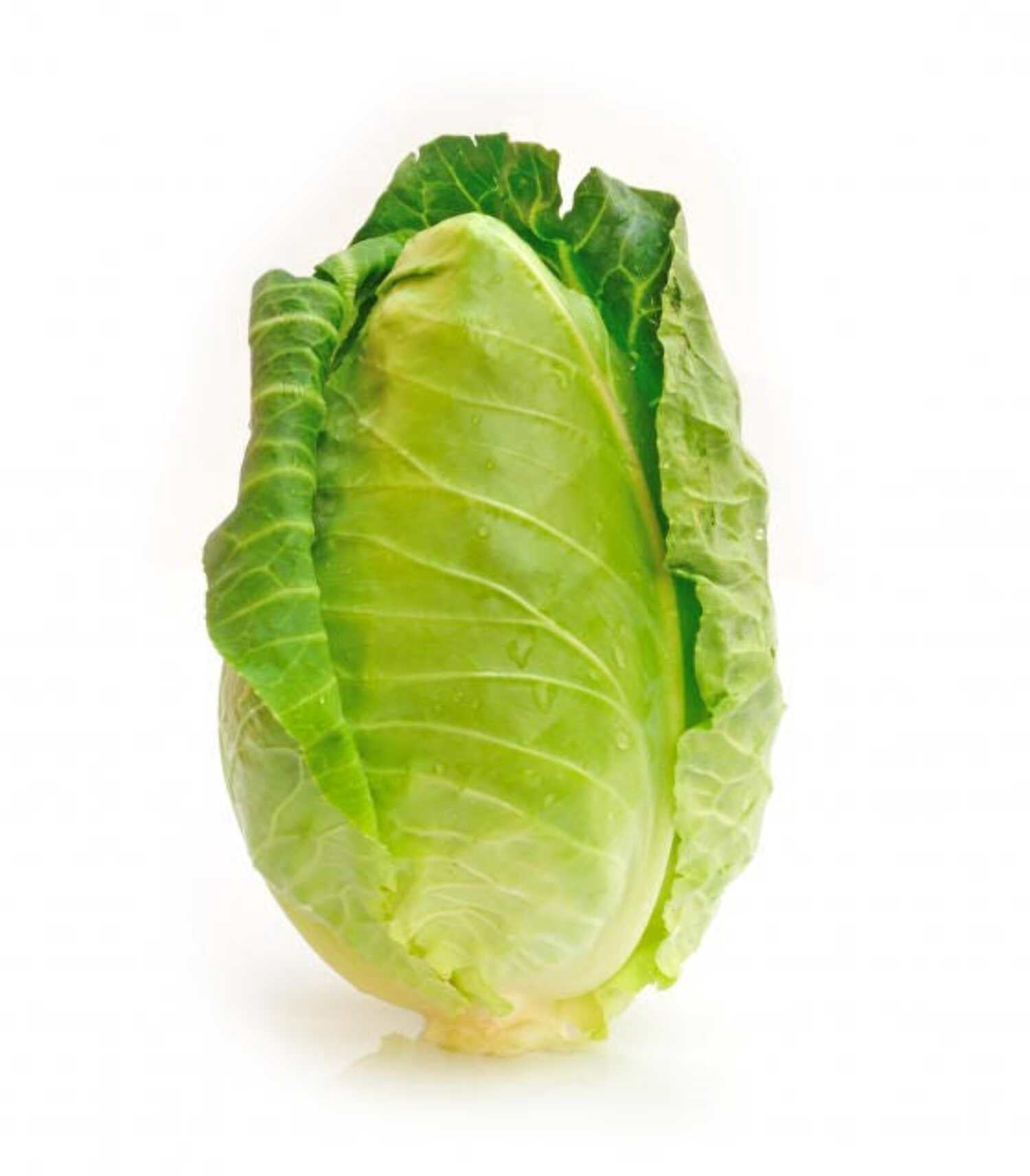 300 Seeds CHARLESTON WAKEFIELD CABBAGE Heirloom Cone Brassica Oleracea ...