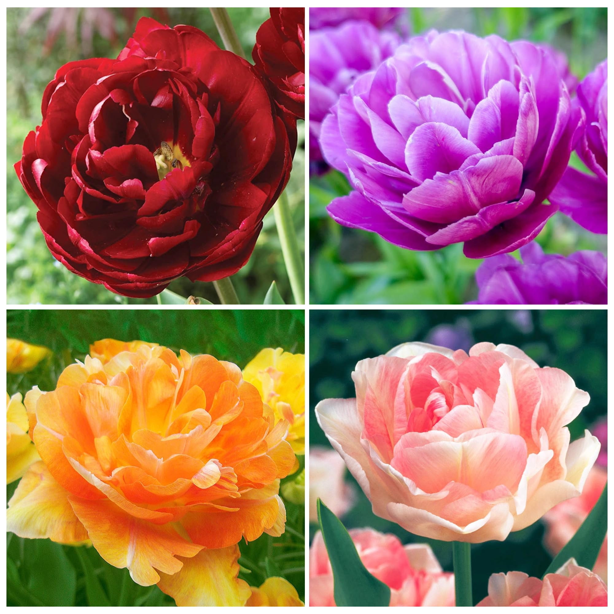 300+ Seeds Double Beautiful Peonies for MVR1 Planting Outdoor-Perennial ...