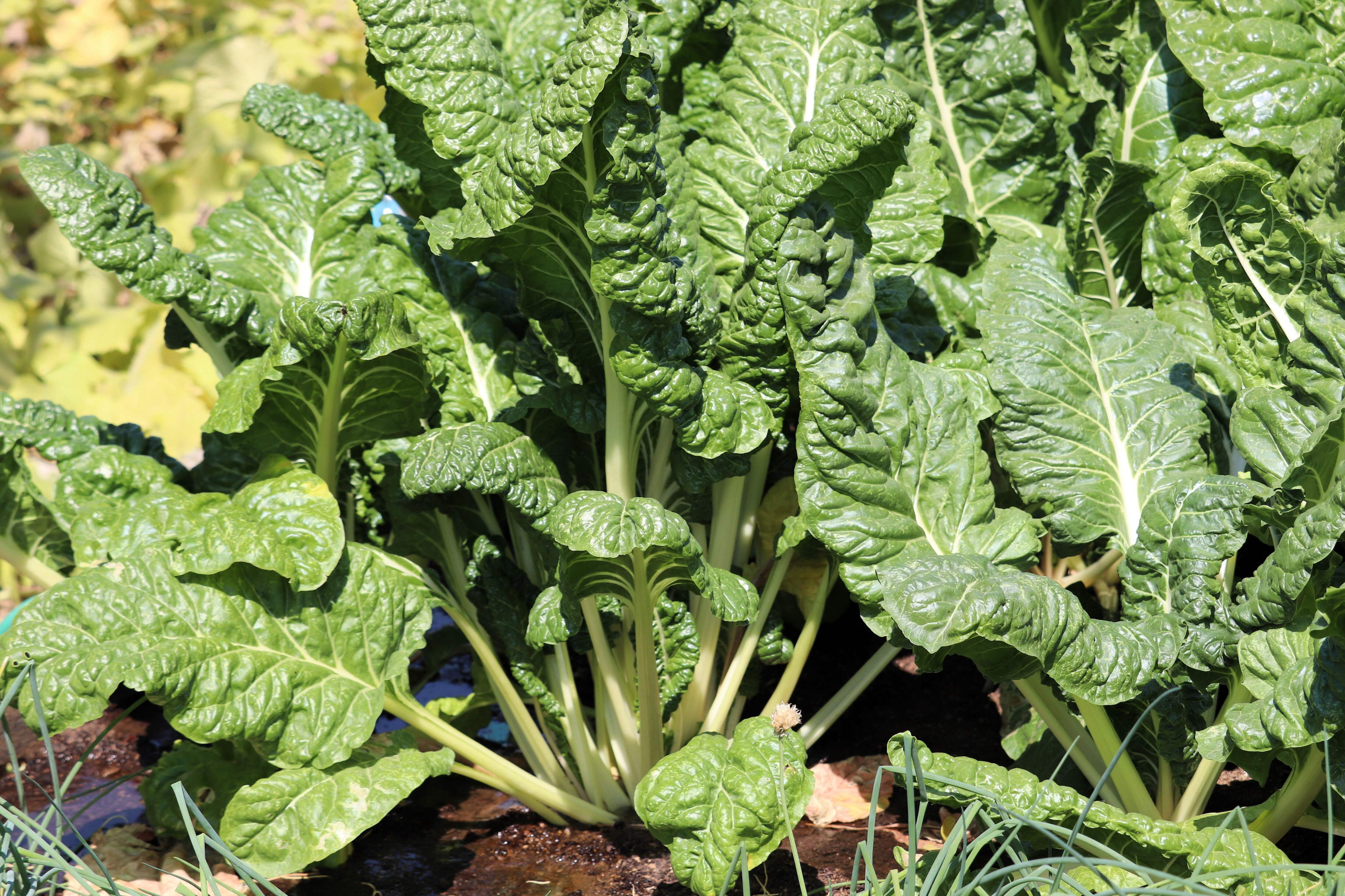 300 *Seeds FORDHOOK GIANT SWISS CHARD (Perpetual Spinach) Beta Vulgaris ...