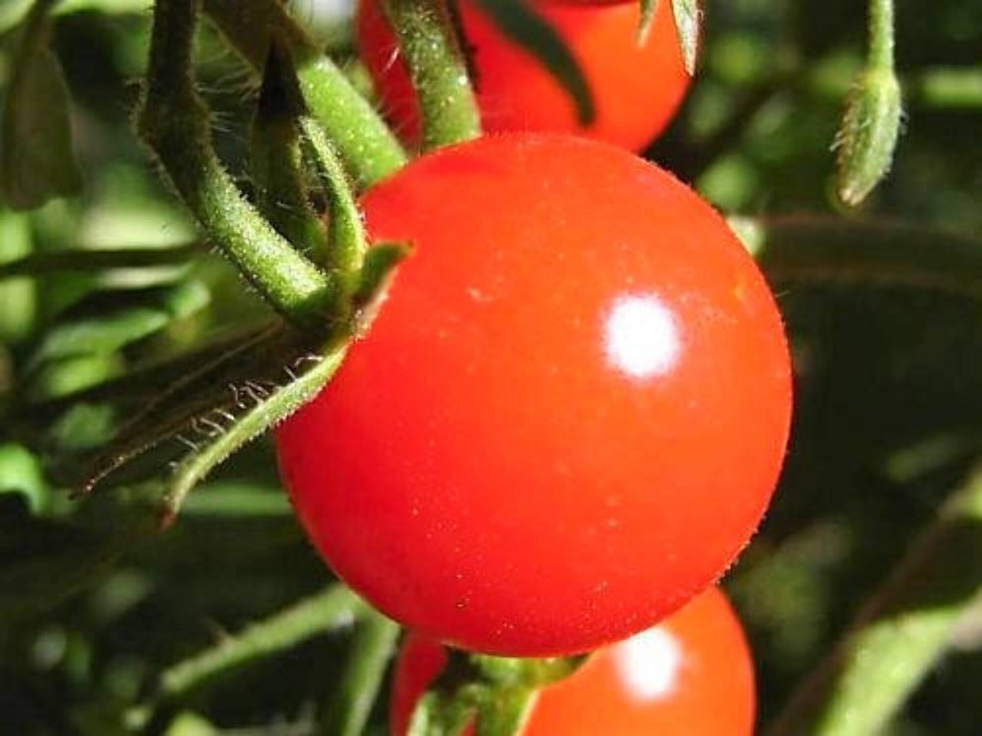 300 Seeds LARGE Red CHERRY TOMATO Lycopersicon Lycopersicum Fruit ...