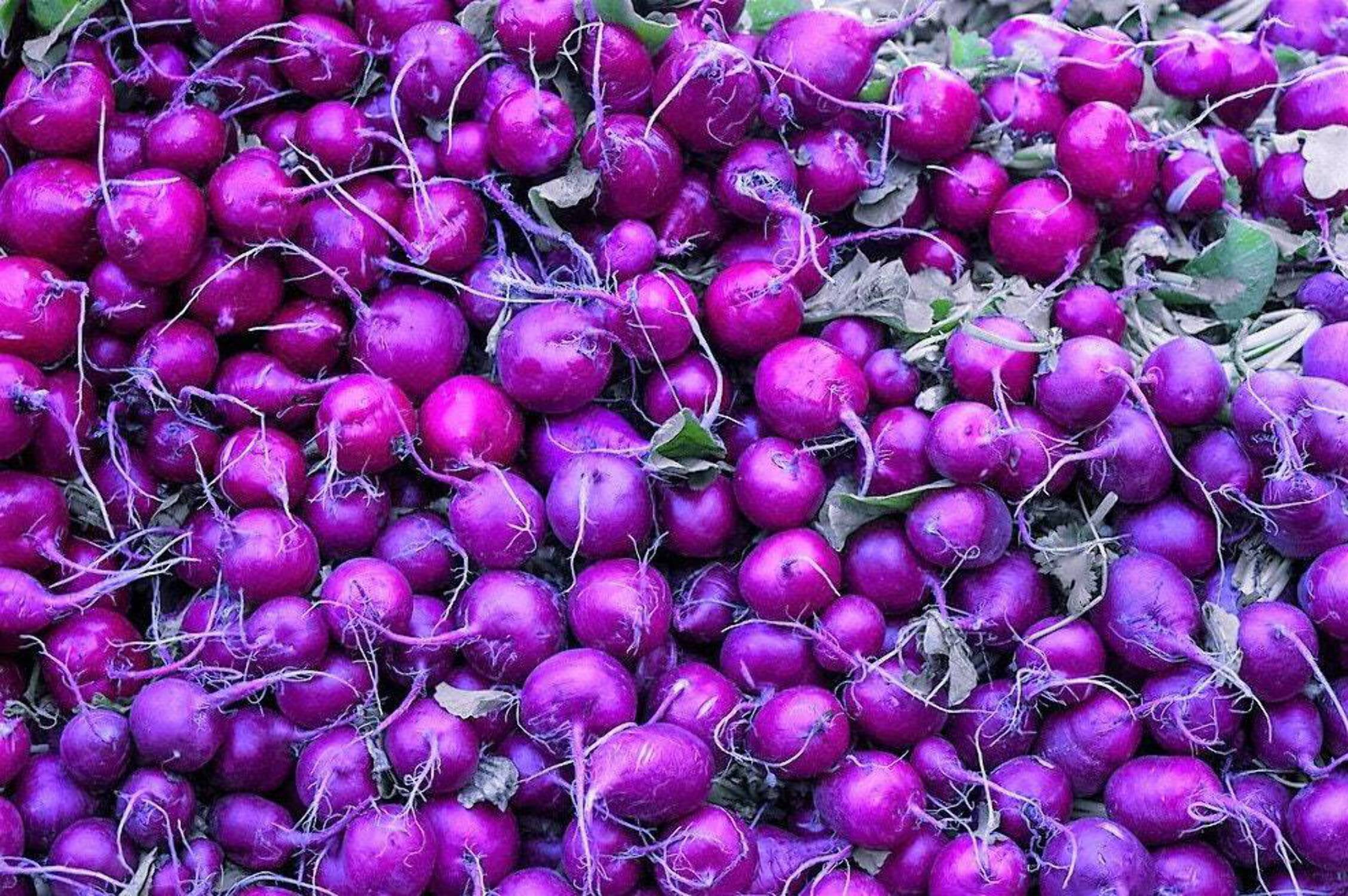 300 Seeds PURPLE PLUM RADISH Raphanus Sativus White Flesh Root ...