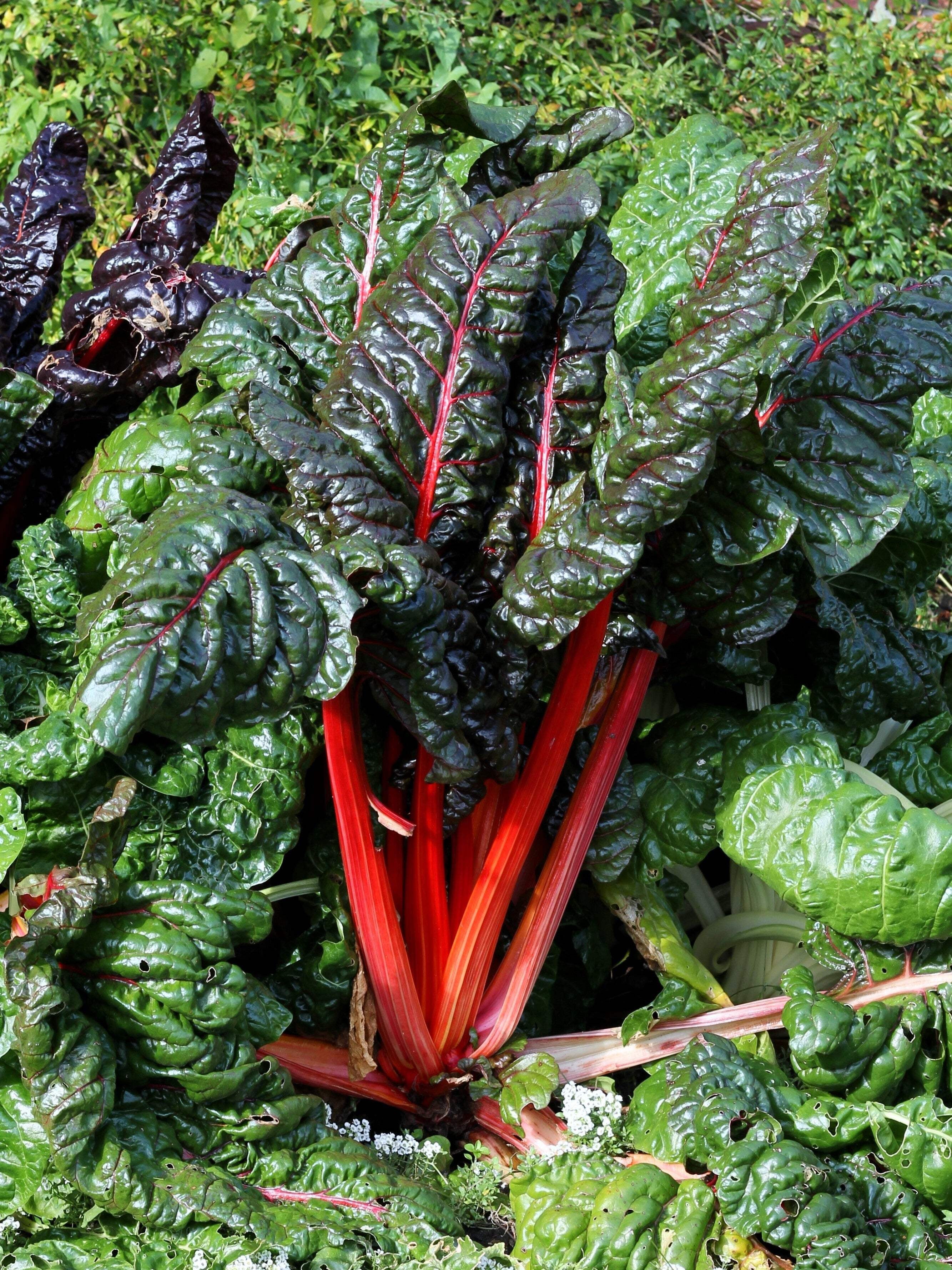 300 *Seeds RHUBARB RED SWISS CHARD Perpetual Spinach Beta Vulgaris Vegetable Seeds - Walmart.com