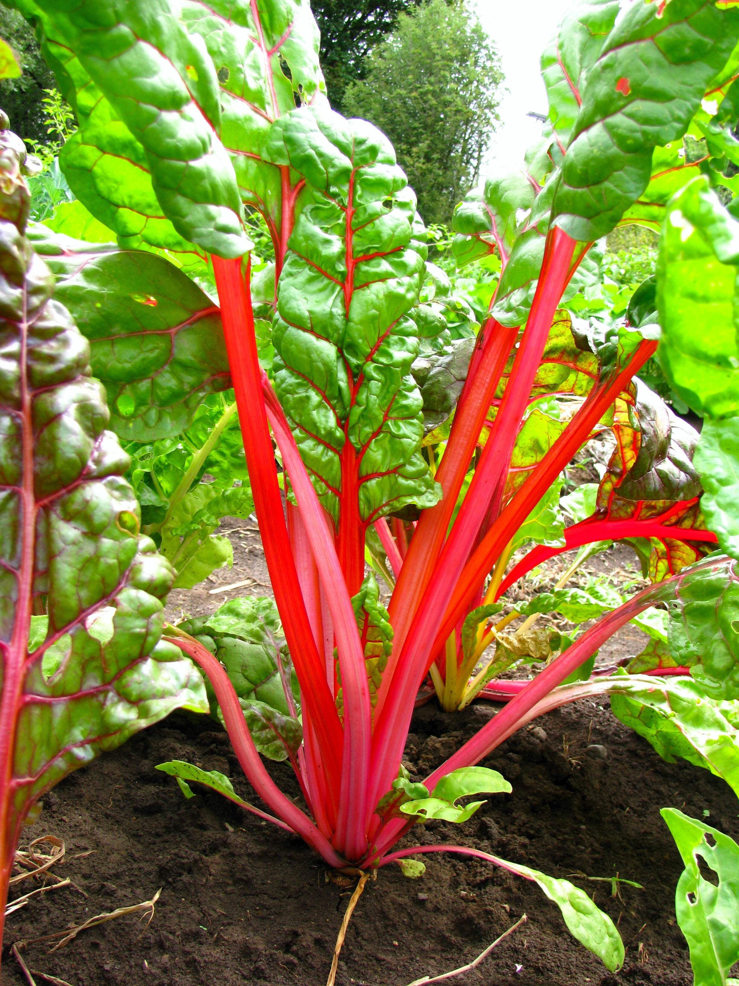 300 *Seeds RUBY RED SWISS CHARD (Perpetual Spinach) Beta Vulgaris Cicla ...