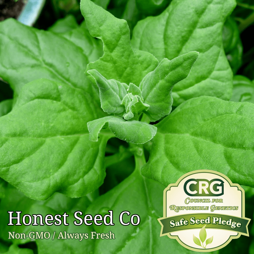 300+ Spinach Seeds New Zealand | Non-GMO Bulk Spinach Seeds from USA ...
