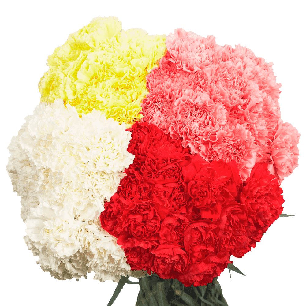 300 Stems of Assorted Color Carnations- Beautiful Fresh Cut Flowers ...