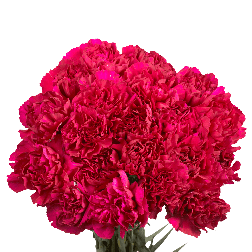 300 Stems of Purple Carnations- Beautiful Fresh Cut Flowers- Express ...