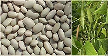 300 'White Dixie CORNET Butter Pea' Lima Bean Seeds,Heirloom pole type ...