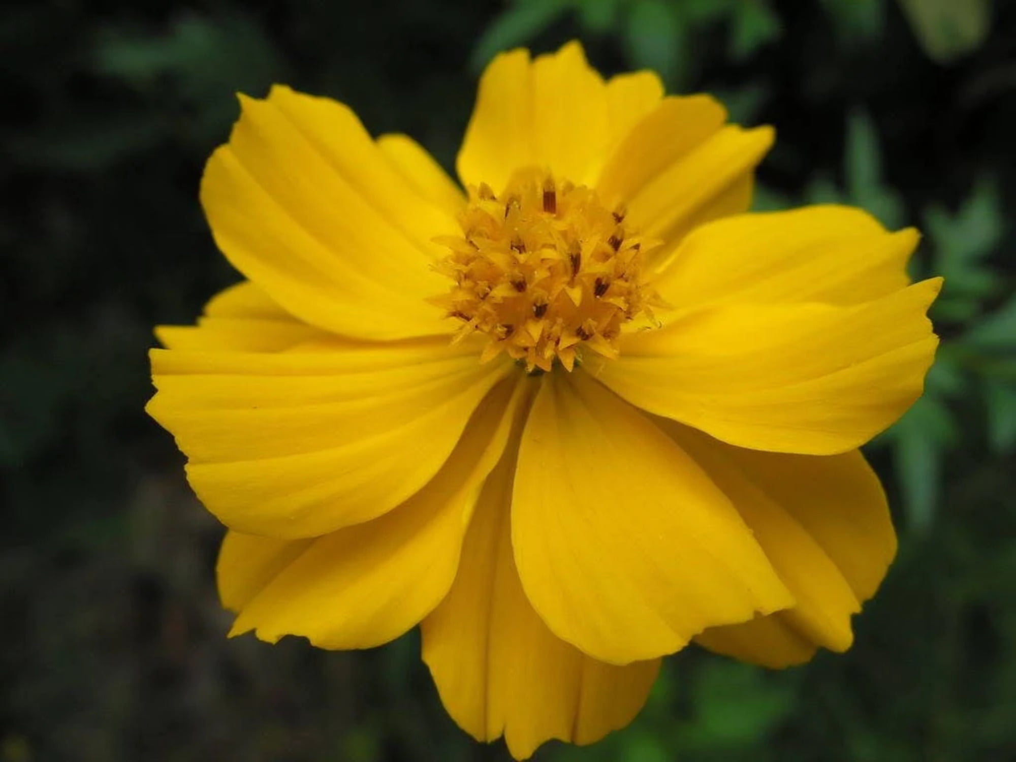 300 YELLOW SULPHUR COSMOS Bipinnatus Flower Seeds - Walmart.com