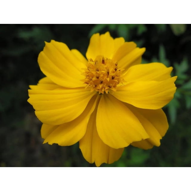 300 YELLOW SULPHUR COSMOS Bipinnatus Flower Seeds - Walmart.com