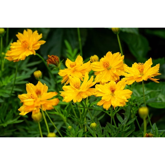 300 YELLOW SULPHUR COSMOS Bipinnatus Flower Seeds - Walmart.com