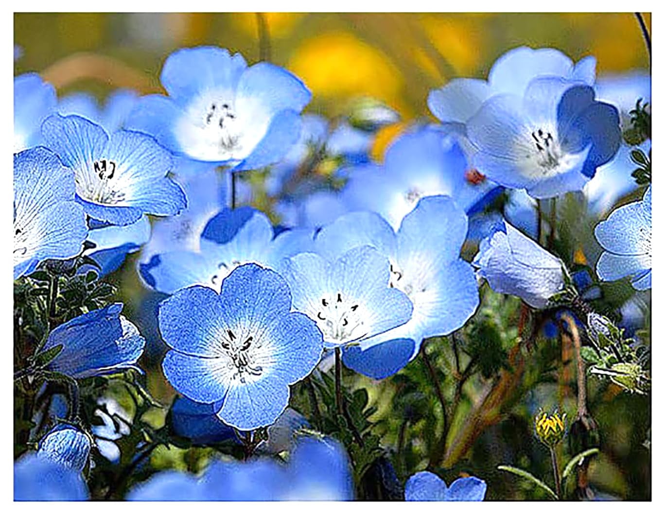 3000 Baby Blue TWE5 Eyes Wildflower Seeds - California Native Wildflower - Nemophila Menziesii ...