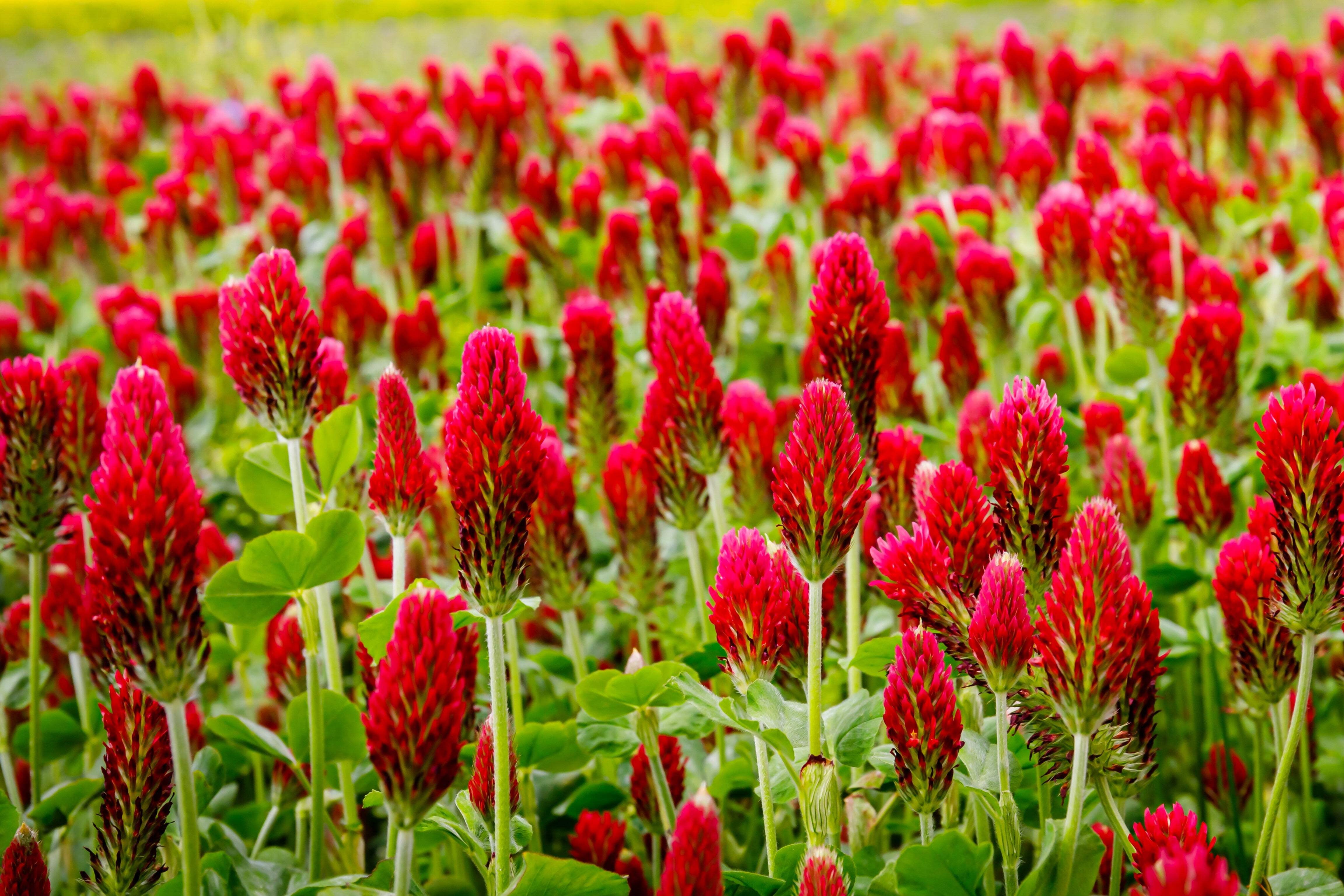 3000 CRIMSON CLOVER (Carnation, French, or Italian Clover) Trifolium ...