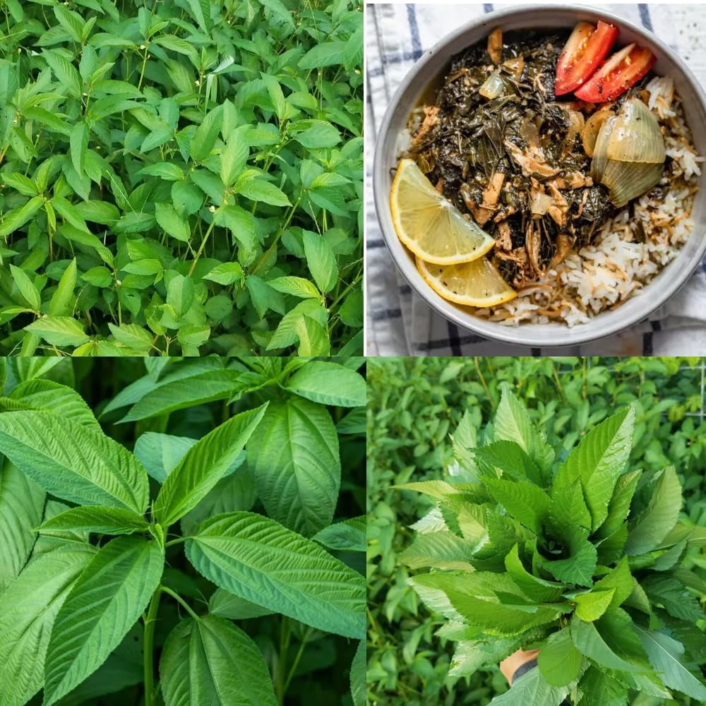 3000+Egyptian Spinach Seeds for OIF8 Planting Outdoors Non GMO Organic Heirloom High Germination ...