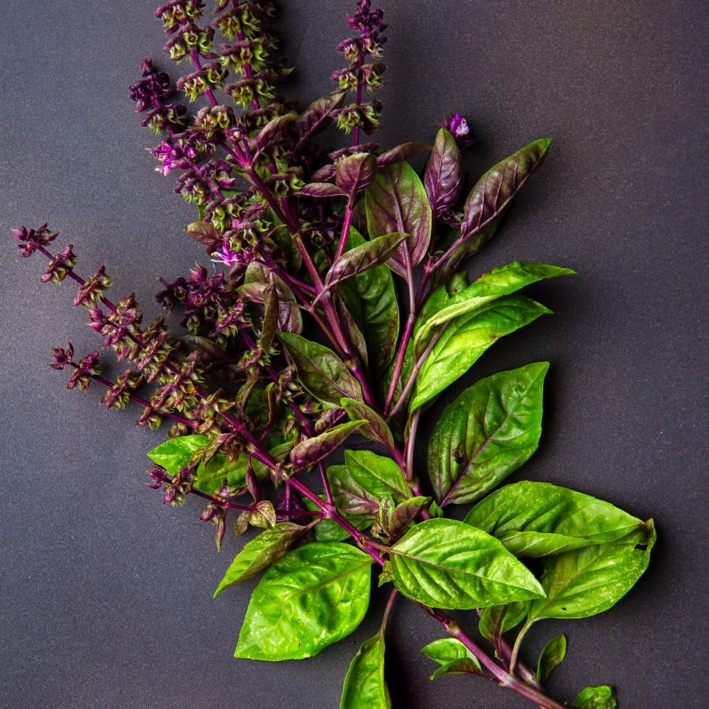 3000 Holy Basil Seeds - Hung MVR1 Que - AKA. Thai Basil, Asian Basil ...