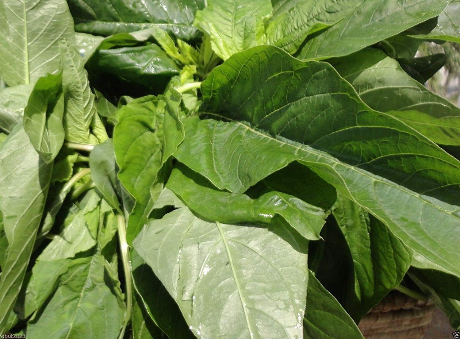 3000 Jamaican CALLALOO Seeds,West Indian,Chinese Spinach ,Organic ...
