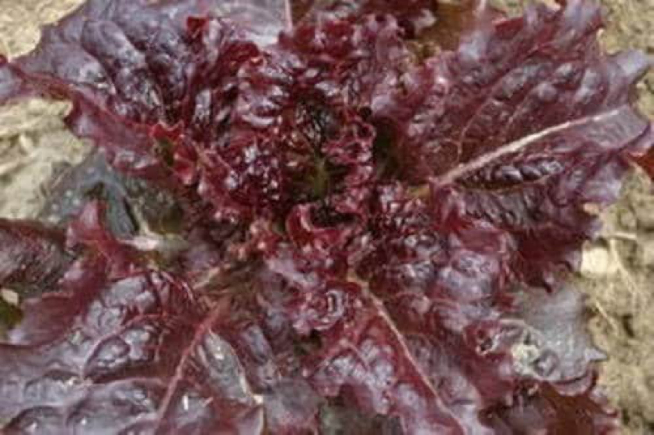 3000 Seeds Leaf Lettuce RED SALAD BOWL Lactuca Sativa Vegetable Seeds ...
