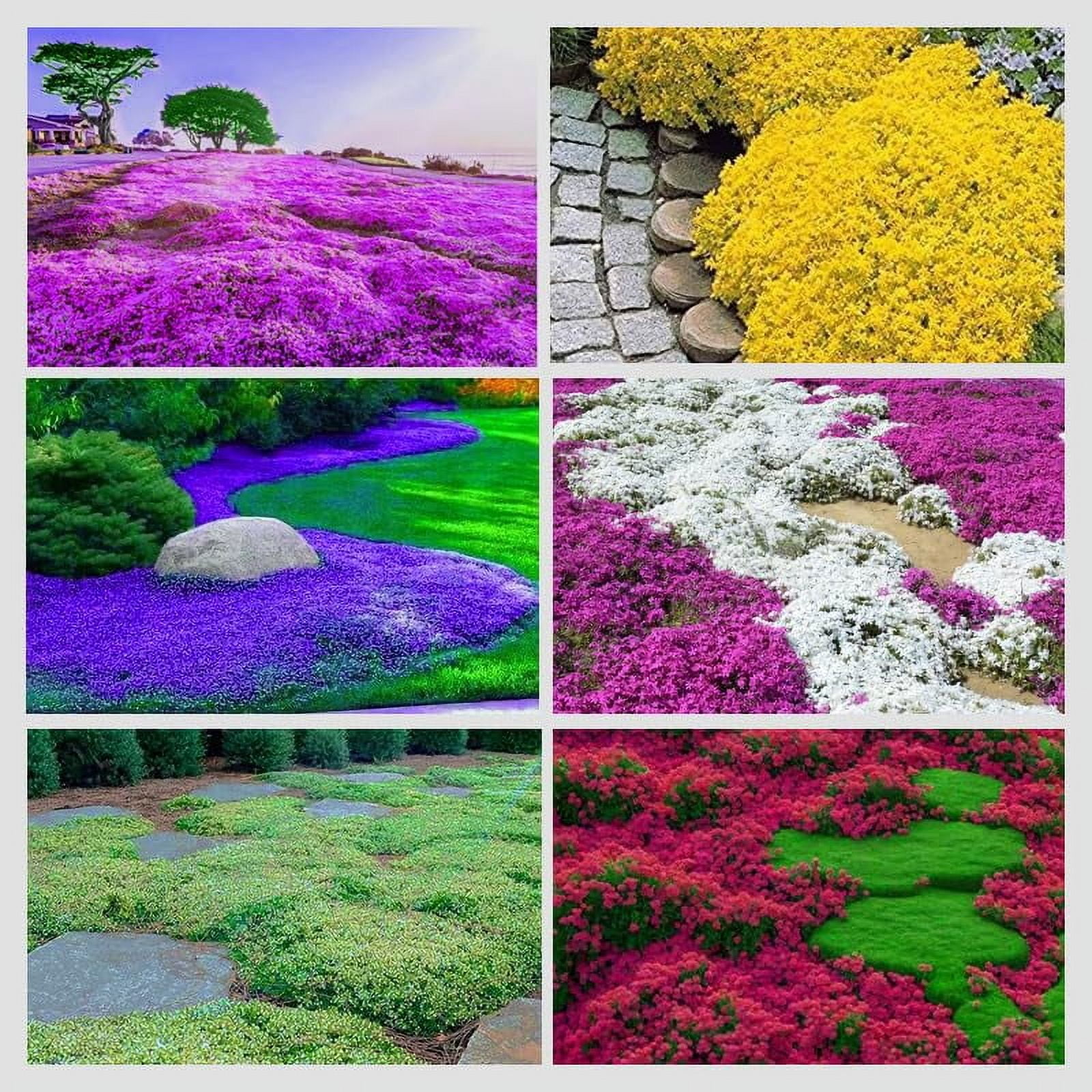 3000+ Mix Creeping Thyme Seeds for SMRPlanting Ground Cover Plant 6 Perennial Thyme Heirloom ...