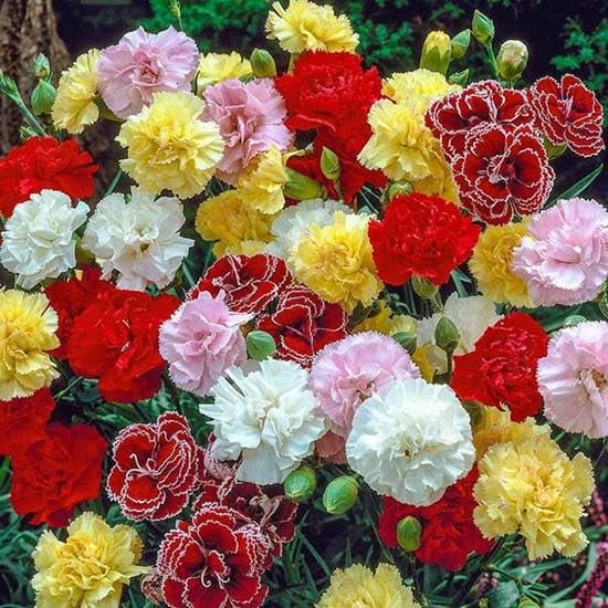 3000 Mixed Carnation Seeds - HOA Cẩm H2FSDChướng - Dianthus ...
