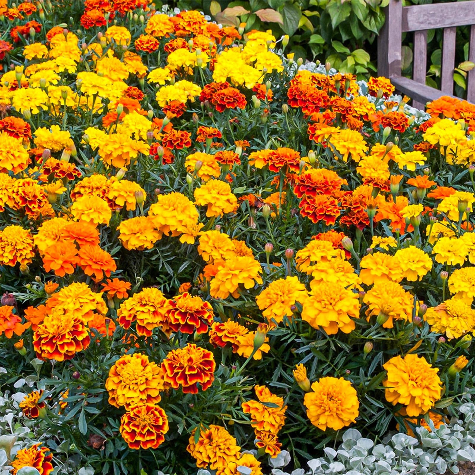 3000+ Mixed Marigolds Seeds for Planting Garden, Heirloom Non-GMO ...