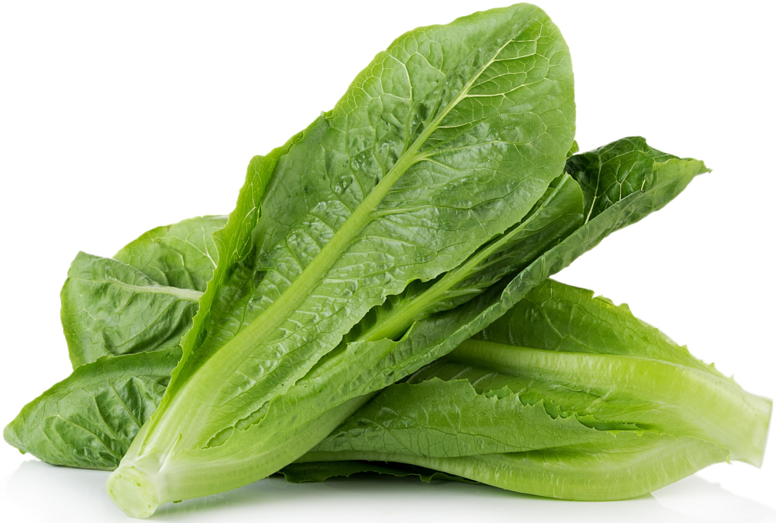 3000 Parris Island Cos Romaine Lettuce Seeds MHD1- 4+ Grams - Heirloom ...