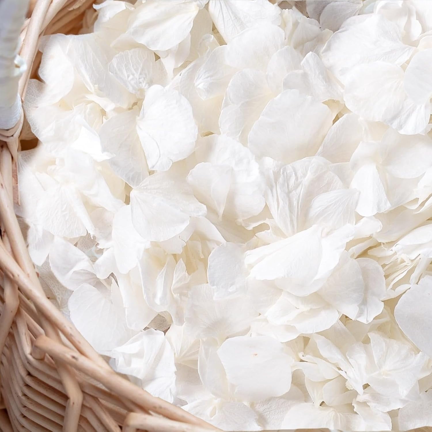 3000+Pcs Real Ivory White Dried Hydrangea Flower Petals - 100% Natural ...