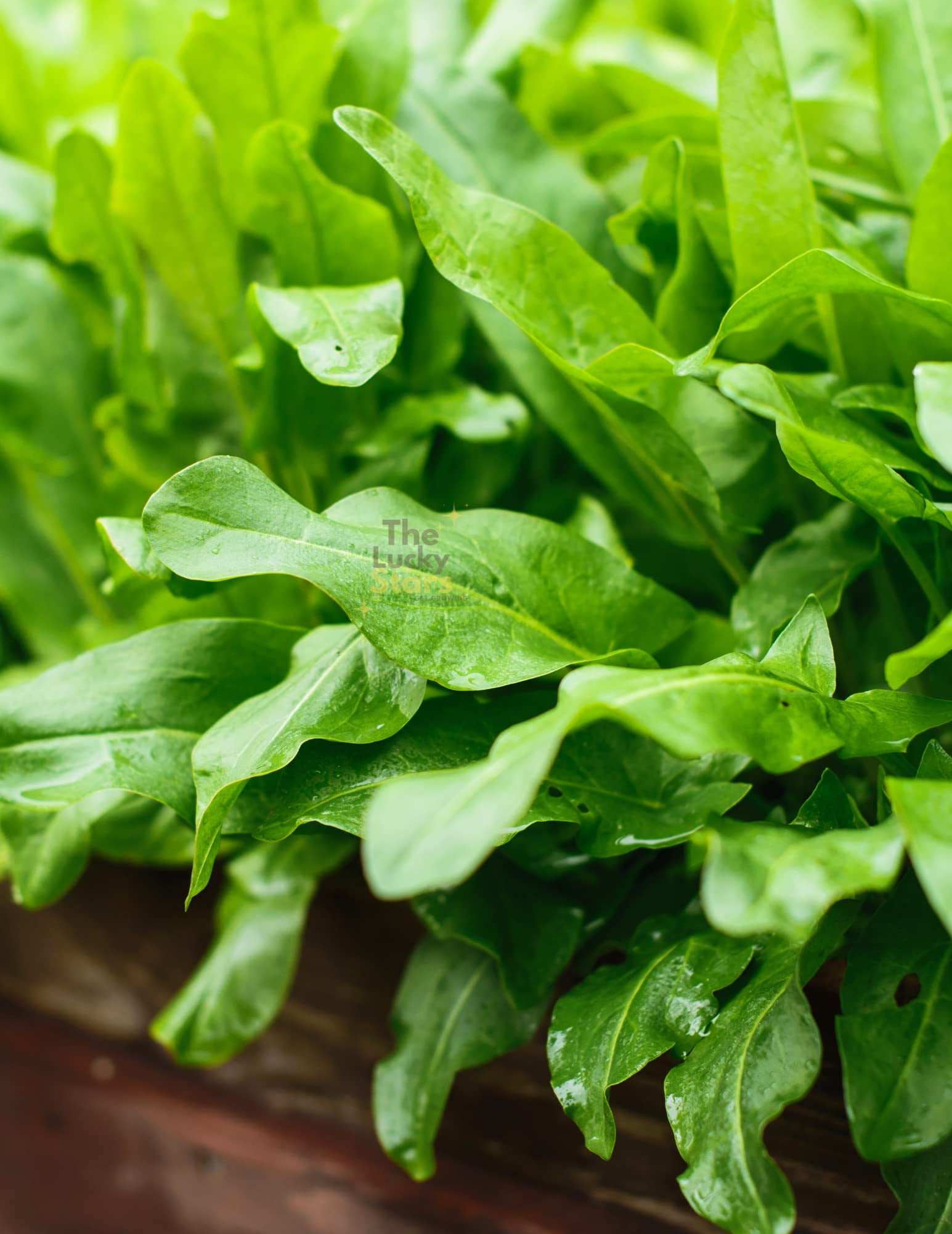 3000+ Premium FrenchTRDN Sorrel Seeds for Planting - Low Maintainance, Easy to Grow, High-Yield ...