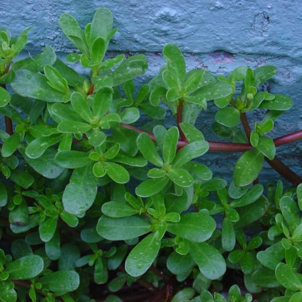 3000+ Premium GreenUMRT Purslane Seeds for Planting - Fast-Growing, Authentic Flavor - High ...