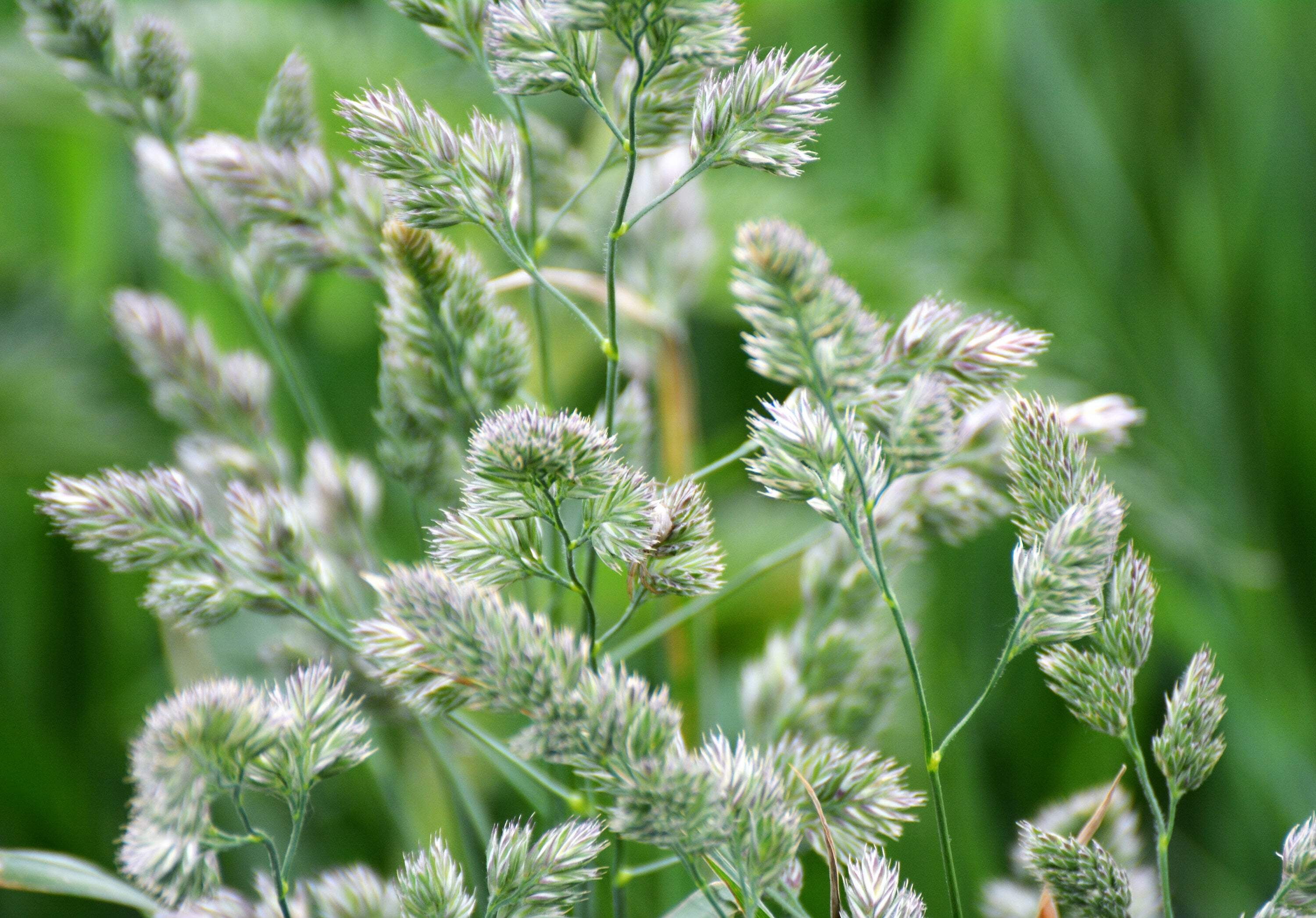 3000 QUICKDRAW ORCHARDGRASS Cat Grass Petgrass Cocksfoot Cool-Season ...