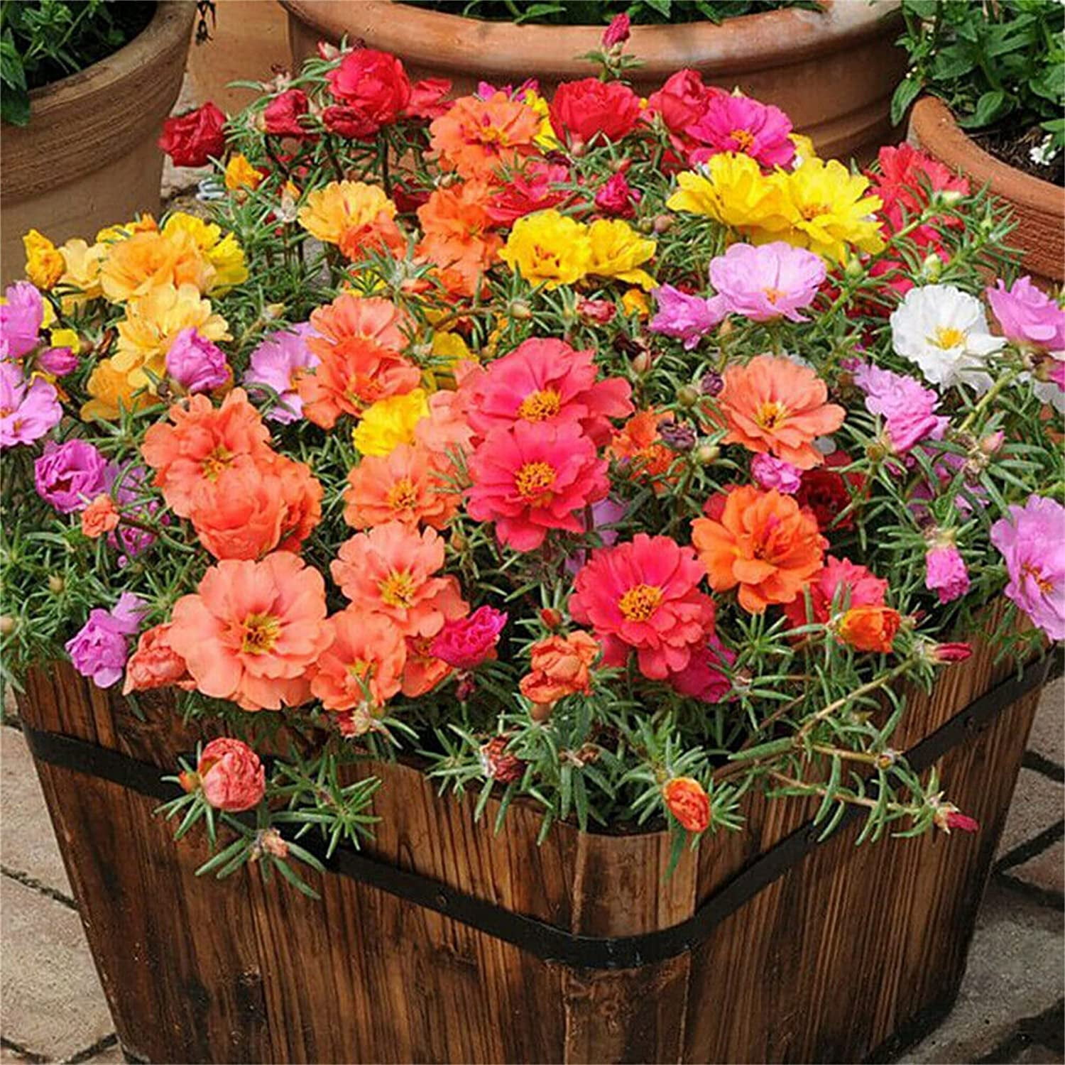 3000+ Rare Moss Rose Ground Cover Plant Seed for Planting - Multi ...