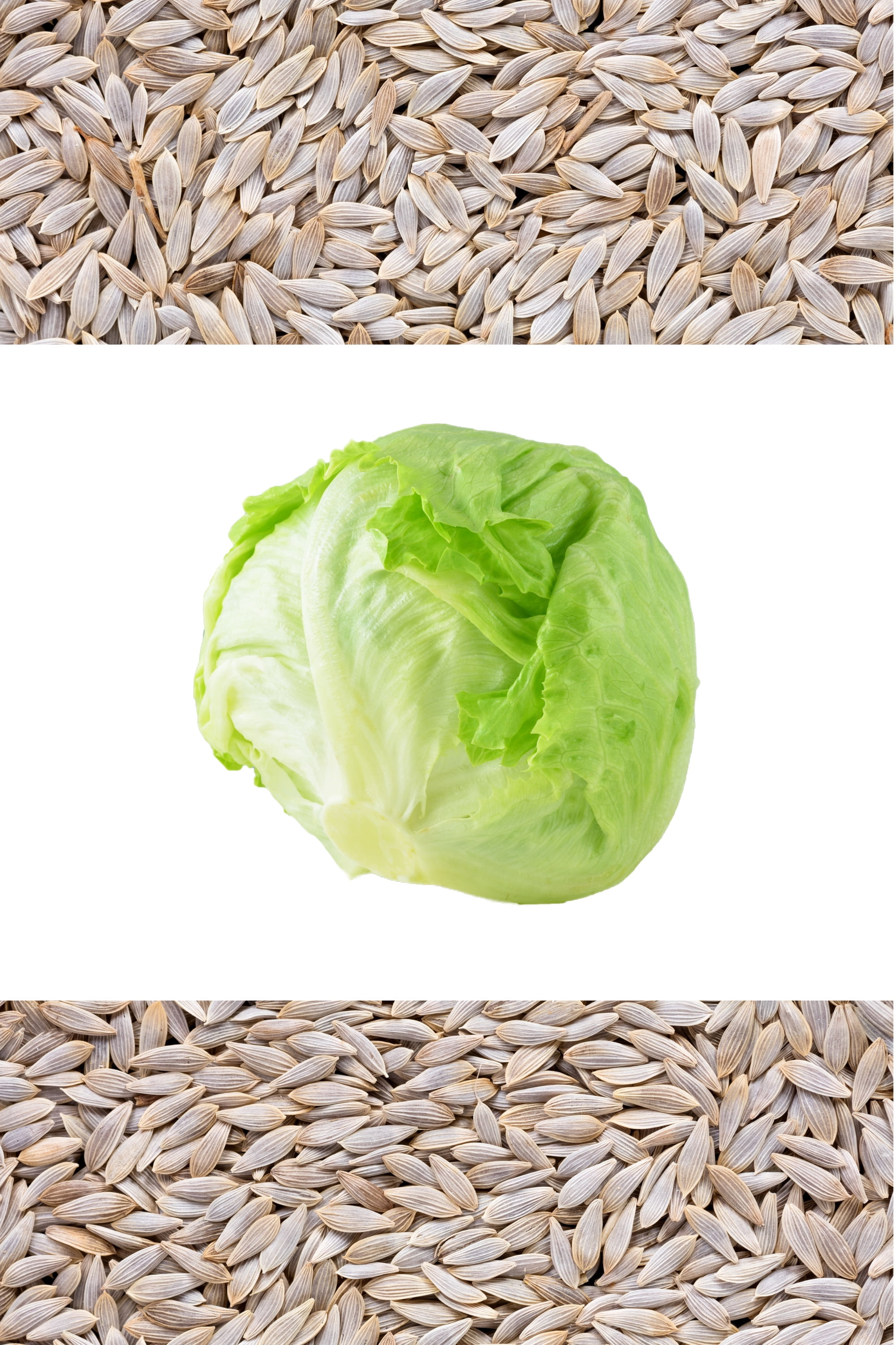 3000 Iceberg Lettuce Seeds - Lactuca Sativa Vegetable Seeds for Outdoor ...