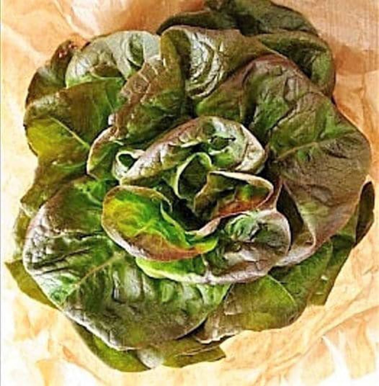 3000 Seeds BRONZE MIGNONETTE LETTUCE Butterhead Lactuca Sativa ...