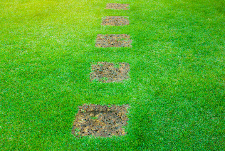 3000 Seeds Emerald Zoysia Grass Seeds for Planting, Zenith Zoysia Seeds ...