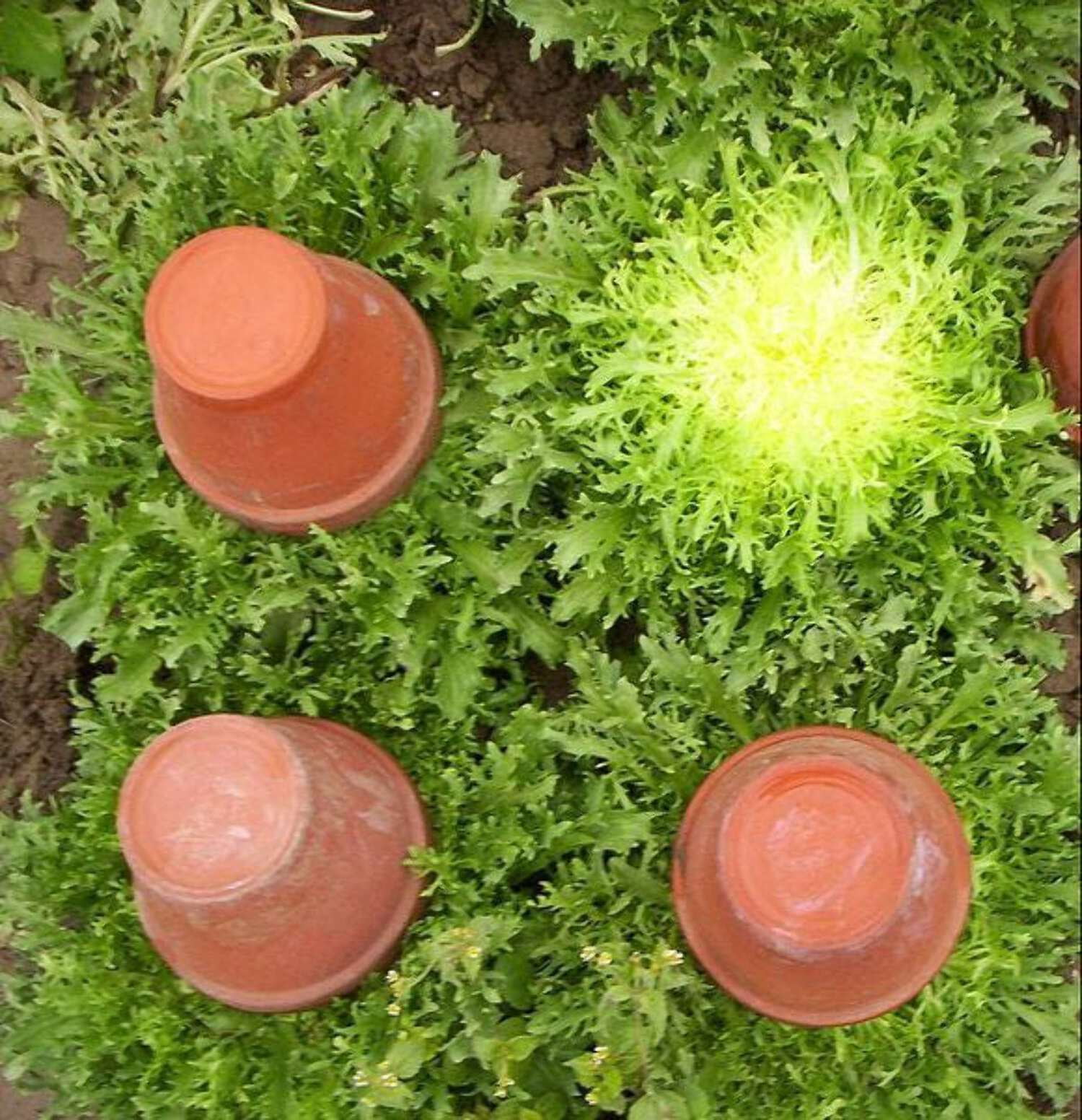 3000 Seeds GREEN CURLED ENDIVE Moss Curled Escarole Cichorium Endiva ...