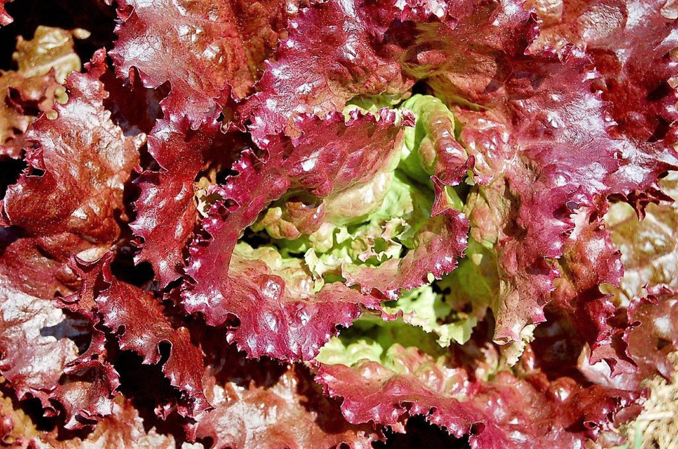3000 Seeds PRIZEHEAD LETTUCE Loose Leaf Early Prize Head Red Lactuca ...