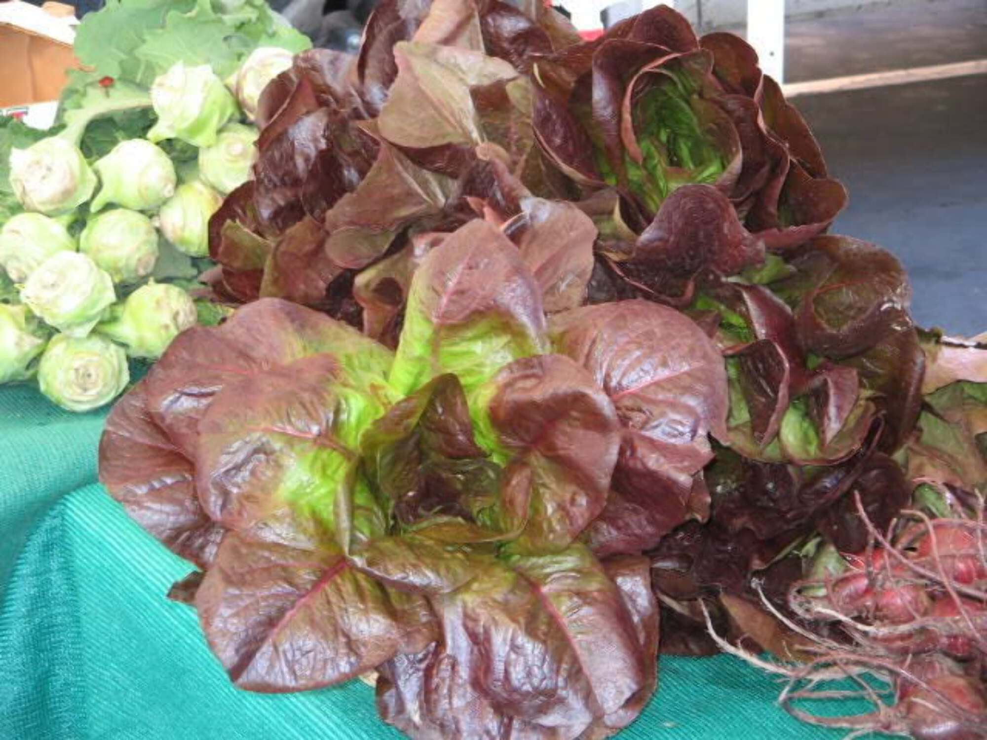 3000 Seeds RED ROMAINE LETTUCE Lactuca Sativa Vegetable Seeds *Flat ...