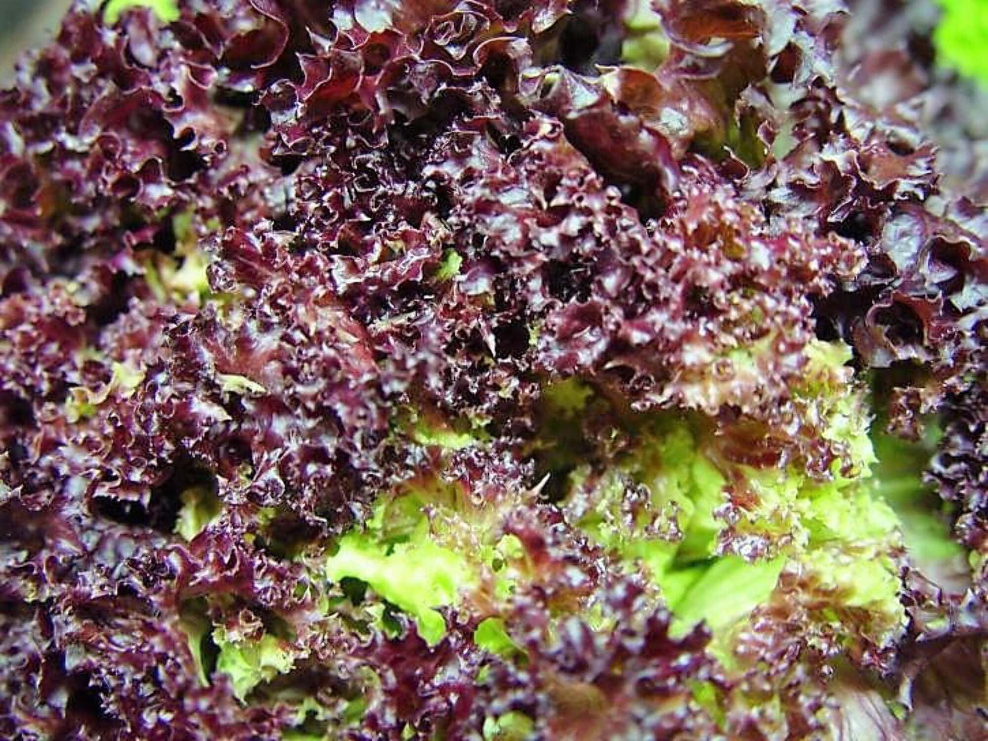 3000 Seeds RUBY LEAF LETTUCE Red Loose Leaf Heirloom Lactuca Sativa ...