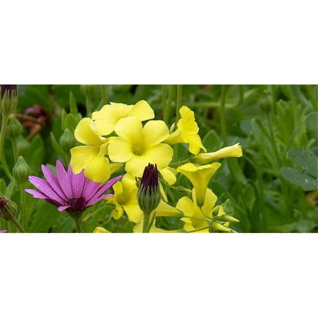 3000 YELLOW SWEET CLOVER Melilotus Officinalis Flower Seeds - Walmart.com