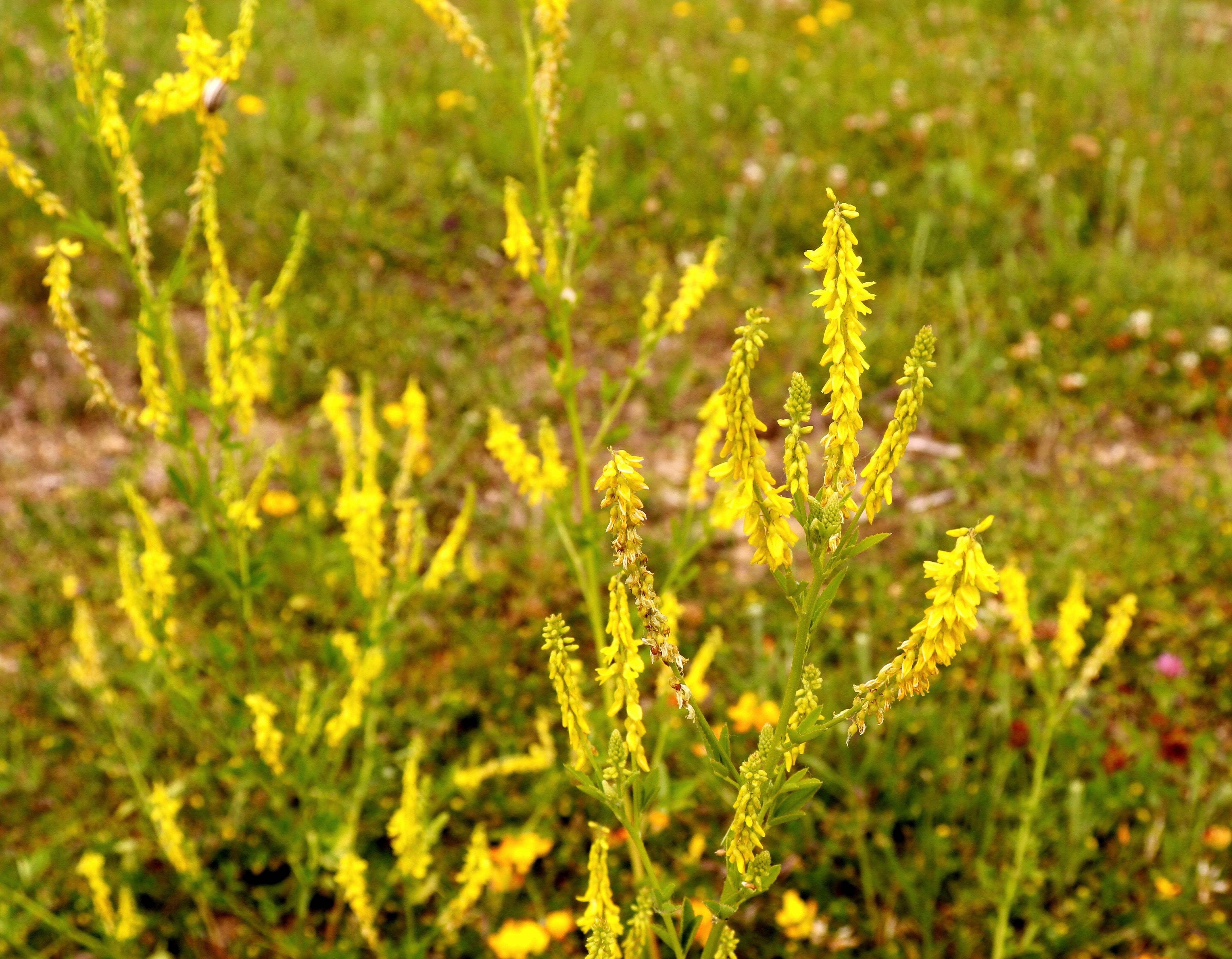 3000 YELLOW SWEET CLOVER Melilotus Officinalis Flower Seeds - Walmart.com