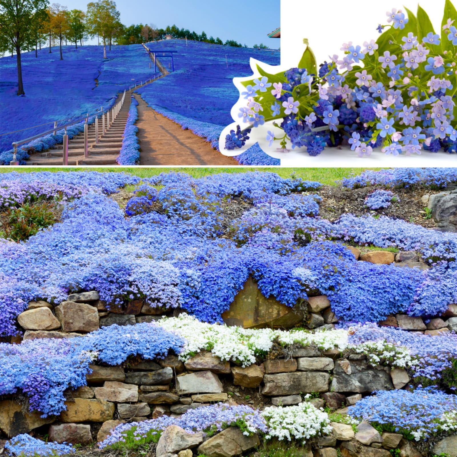 30000+pcs Blue Creeping Thyme Seeds for MVR1 Planting Grow Easily ...